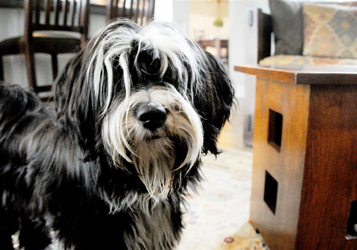 Pitts Post Gazette Pets