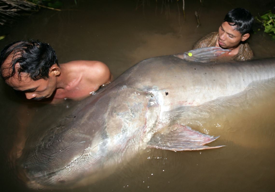 ‘Monster Fish’ TV show is now an exhibition at Carnegie Museum of ...