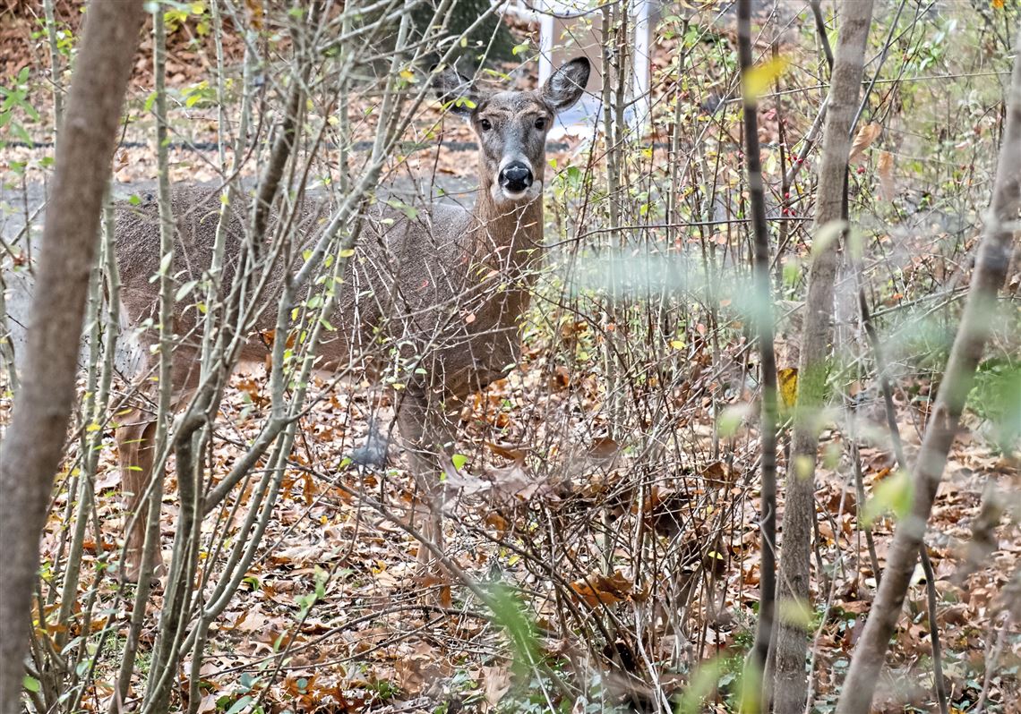 Deer disease spreads ahead of opening day | Pittsburgh Post-Gazette