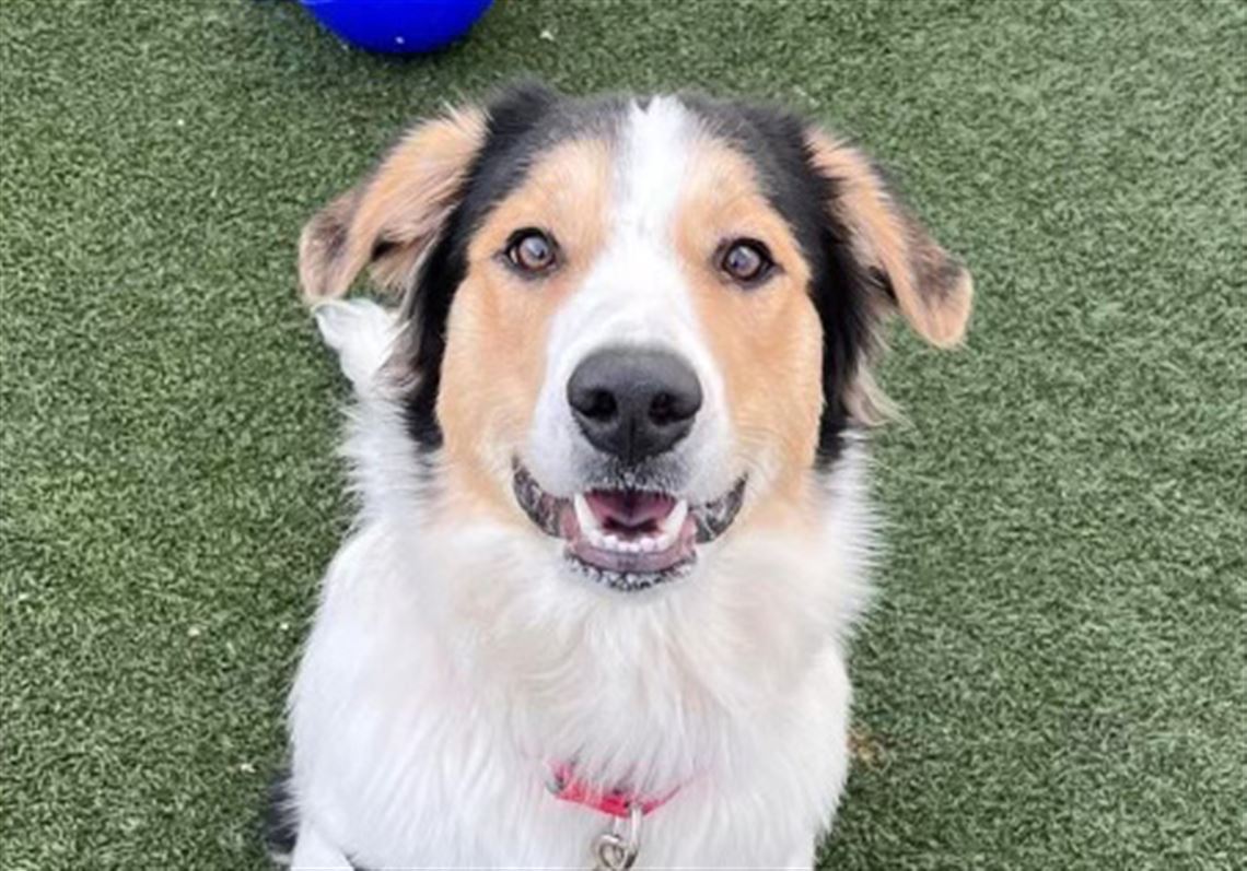 2 dogs and a cat named Davy looking for homes | Pittsburgh Post-Gazette
