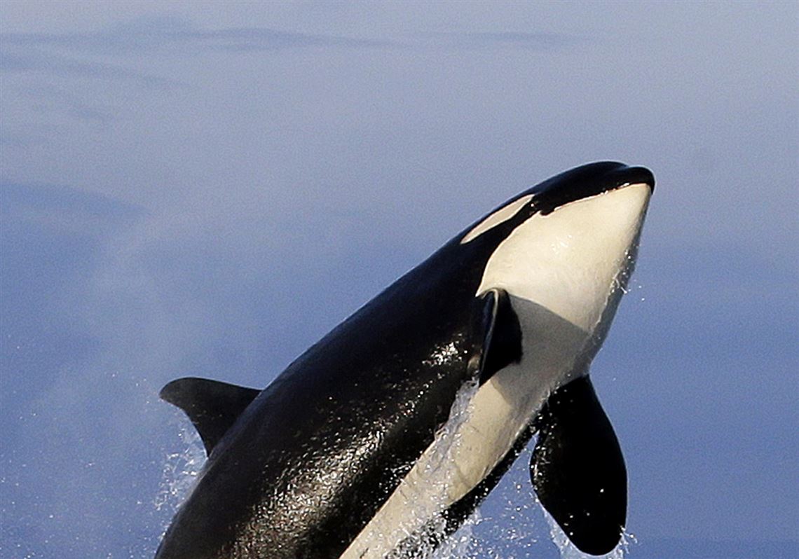 Howard Chua-Eoan: Why are killer whales sinking boats? | Pittsburgh ...