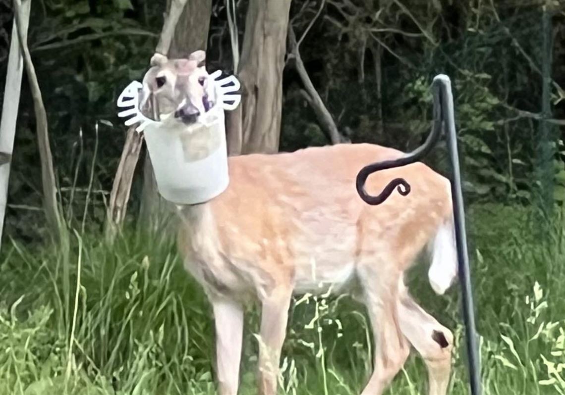 Fox Chapel ‘bucket deer’ freed from plastic junk collar | Pittsburgh ...