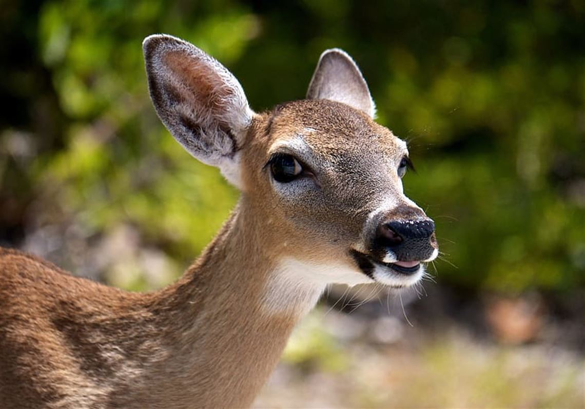 New electronic doe licenses start rocky but finish with massive ...