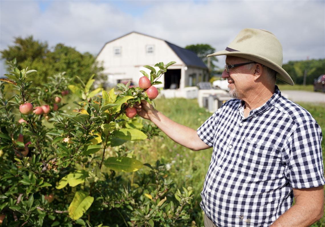 Aaron Sturges' orchard is Pittsburgh's heirloom apple destination ...