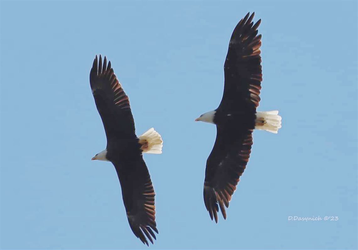 Pittsburgh bald eagle finds a new, younger potential mate | Pittsburgh ...