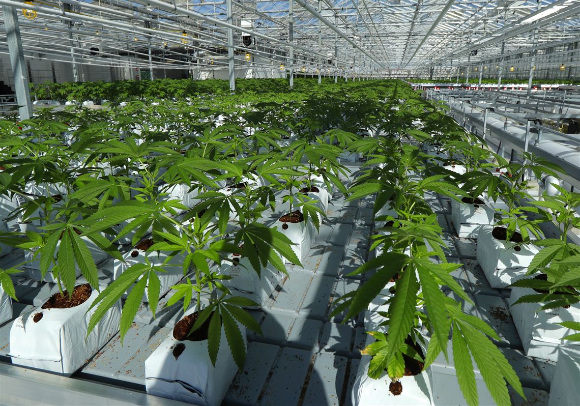 Joseph Mello: Legal marijuana succeeds as a business, fails as social ...