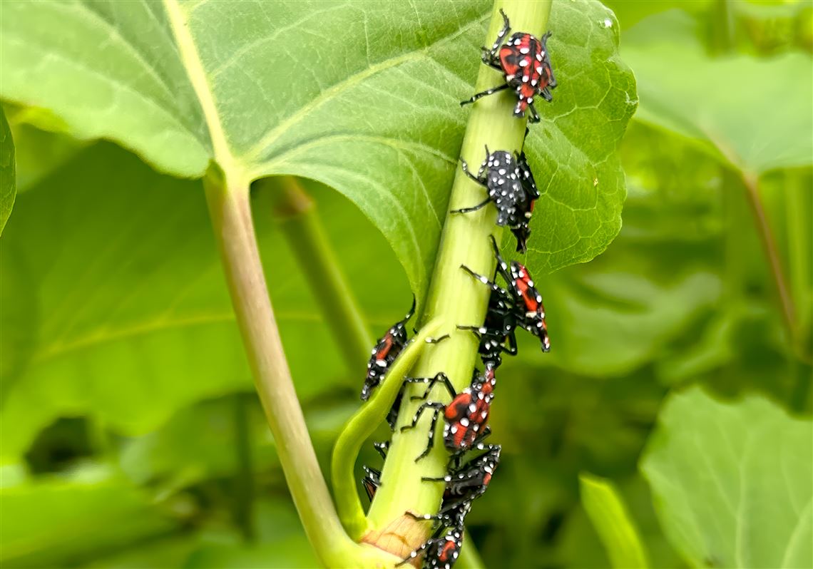 Spotted lanternflies are back in the Pittsburgh area — and they'll be ...