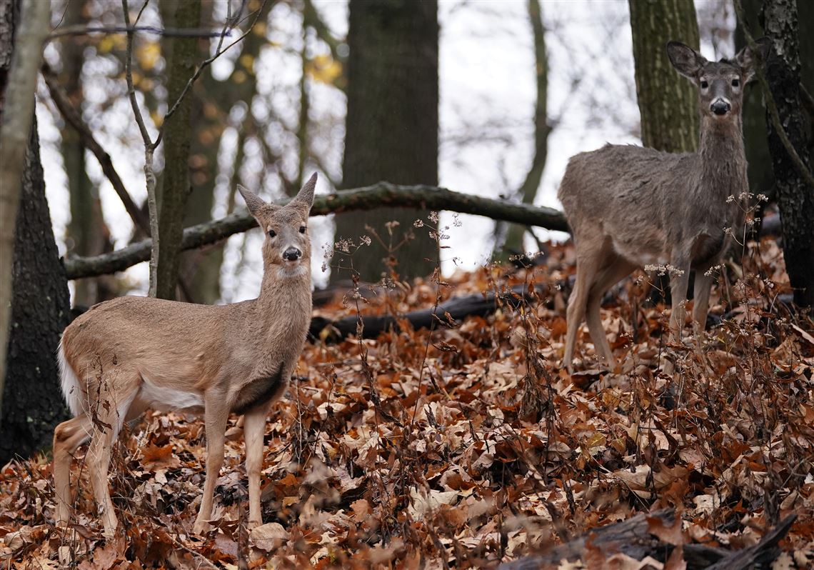 Chronic wasting disease, impacting deer, approaches Allegheny County ...