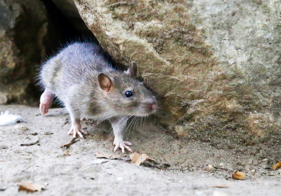 ‘The disease list goes on and on’: The health risks posed by rats, and ...