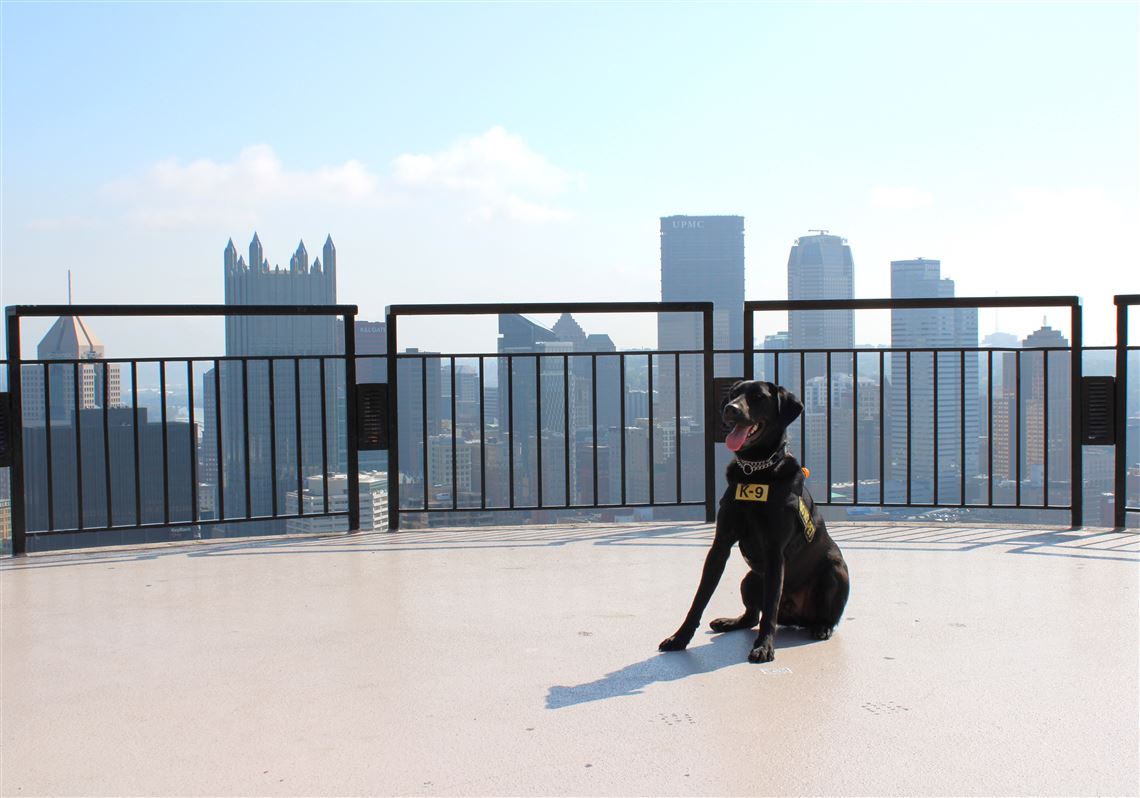 Steeler the Labrador enters final four of TSA's Cutest Canine Contest ...