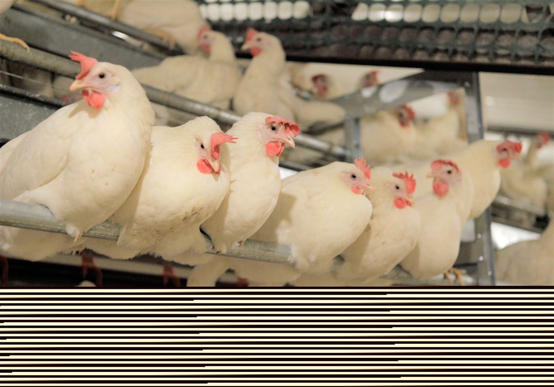 Howard Chua-Eoan: The humble chicken, its short life and its elegant ...