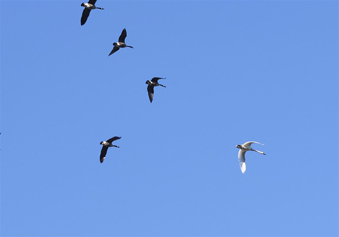 North Park’s resident mute swan leads ‘V’ formation of Canada geese ...