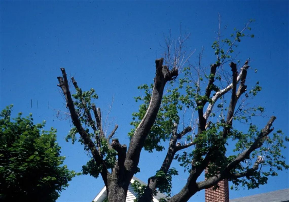 Topping and other reasons your trees need a trained arborist ...