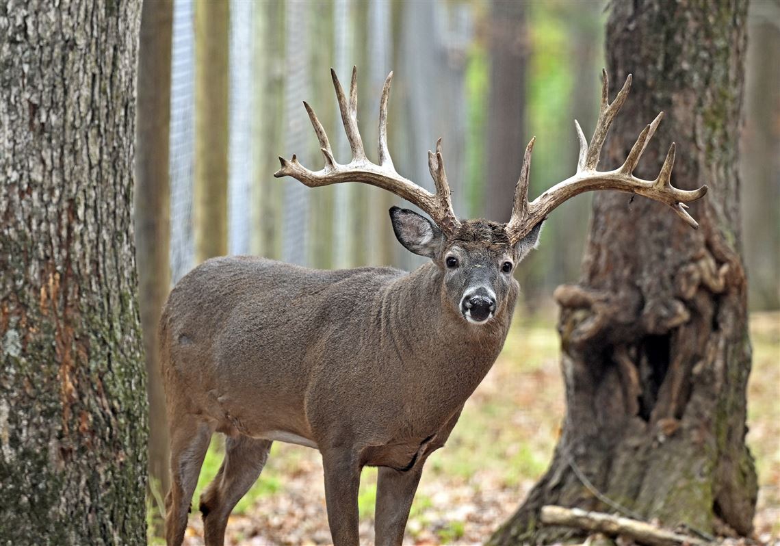 Vehicular collisions with deer continue to rise in Pa. This week could ...