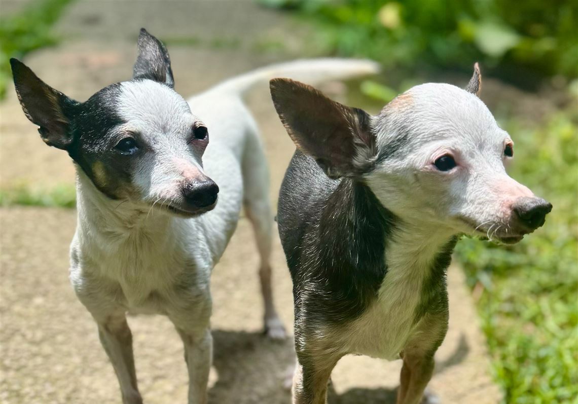 Whether you like shy pets or balls of energy, these animals fit the ...