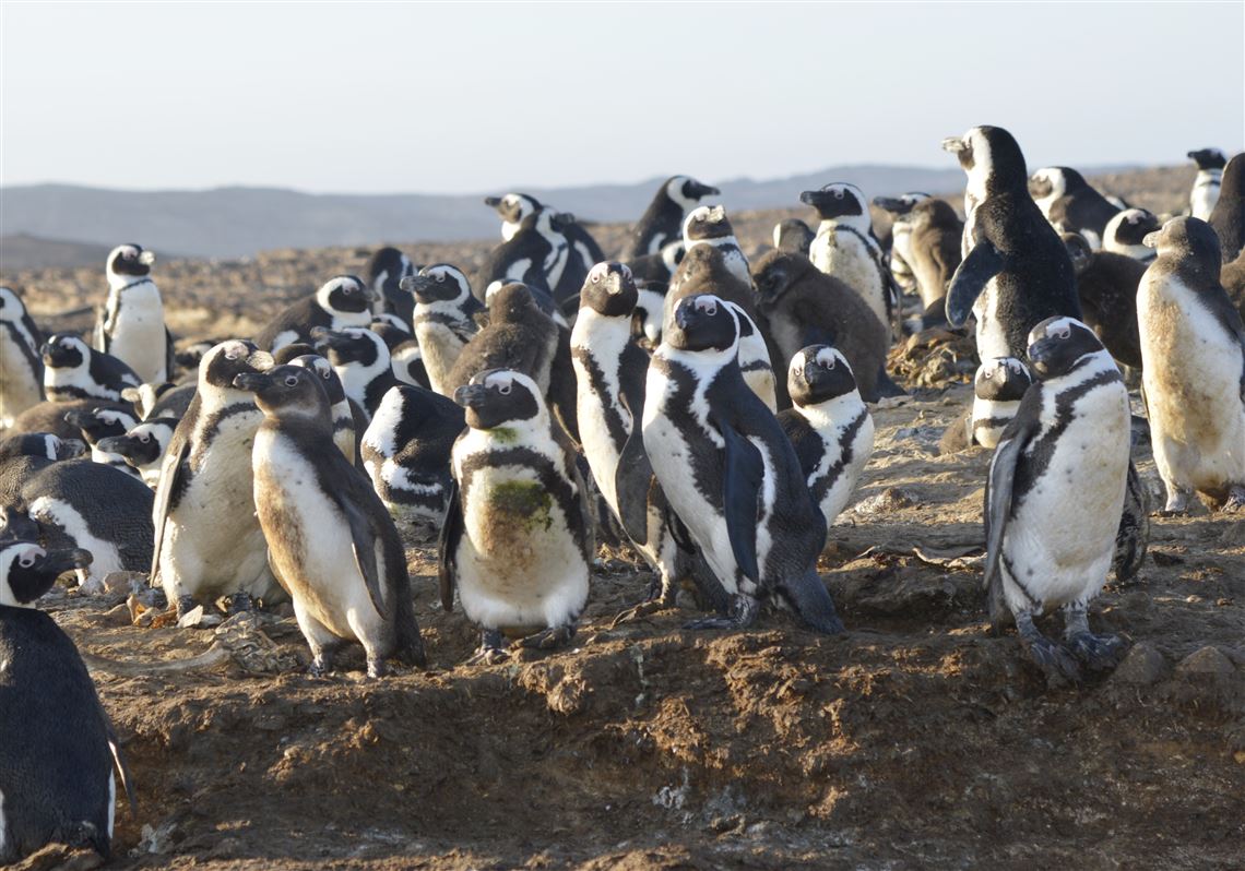 African Penguin Habitat Loss