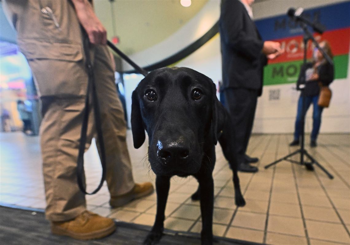 Pittsburgh airport's 'cutest' TSA dog adorns cover of 2026 calendar ...