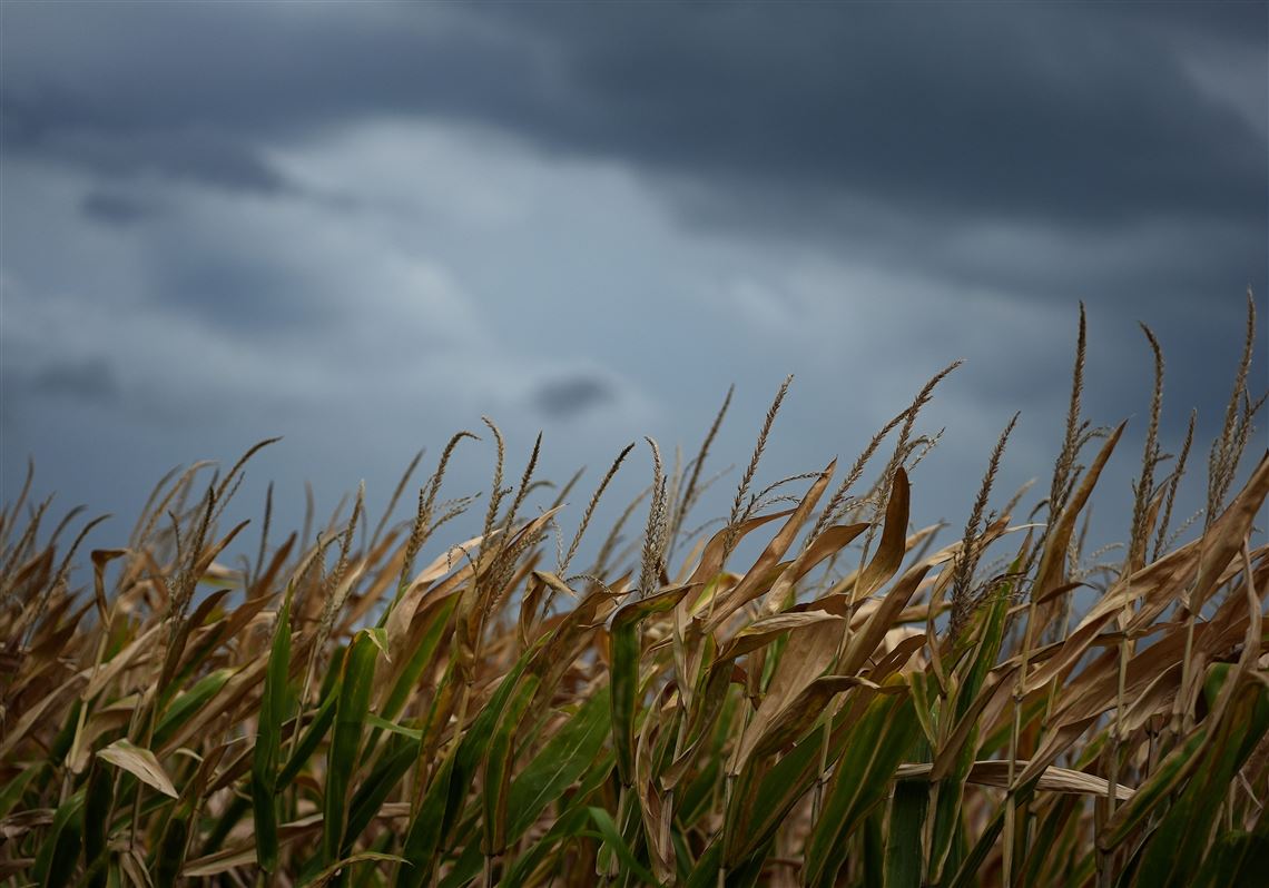 M. Granger Morgan: Trump's dismantling the agency that warns us about ...