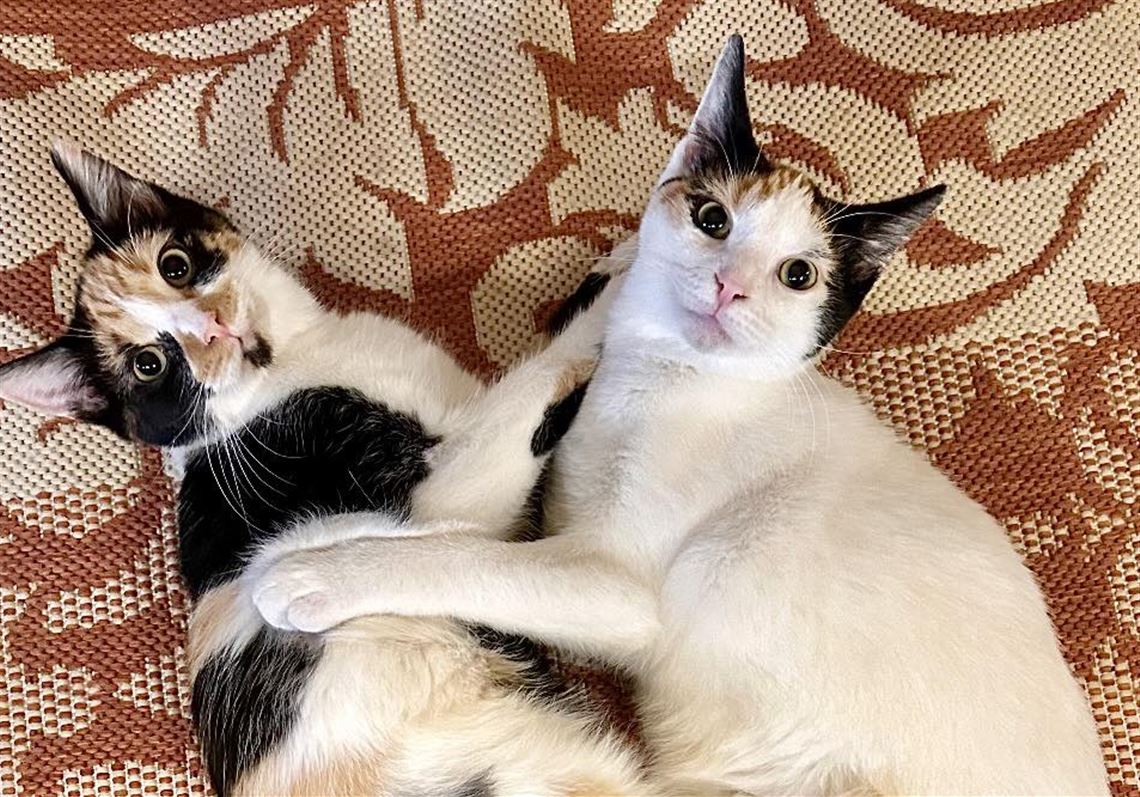 Meet some residents of the Stray Cat Sanctuary who need homes ...