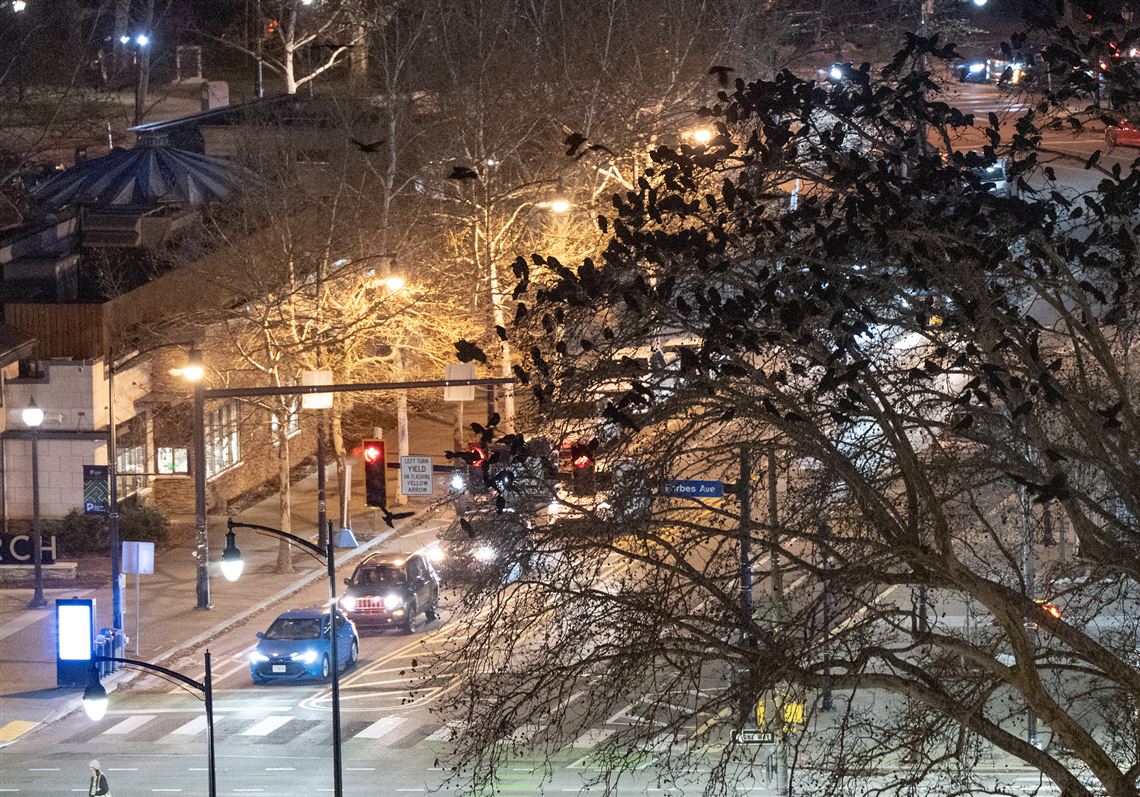 The crow party continues: Almost 20,000 are spending the winter in ...