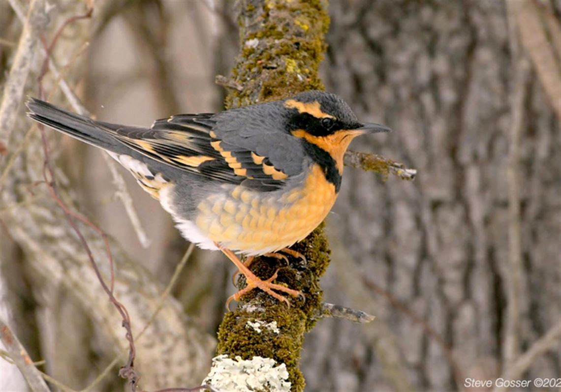 A rare cousin of the American robin thrills watchers at Butler County ...