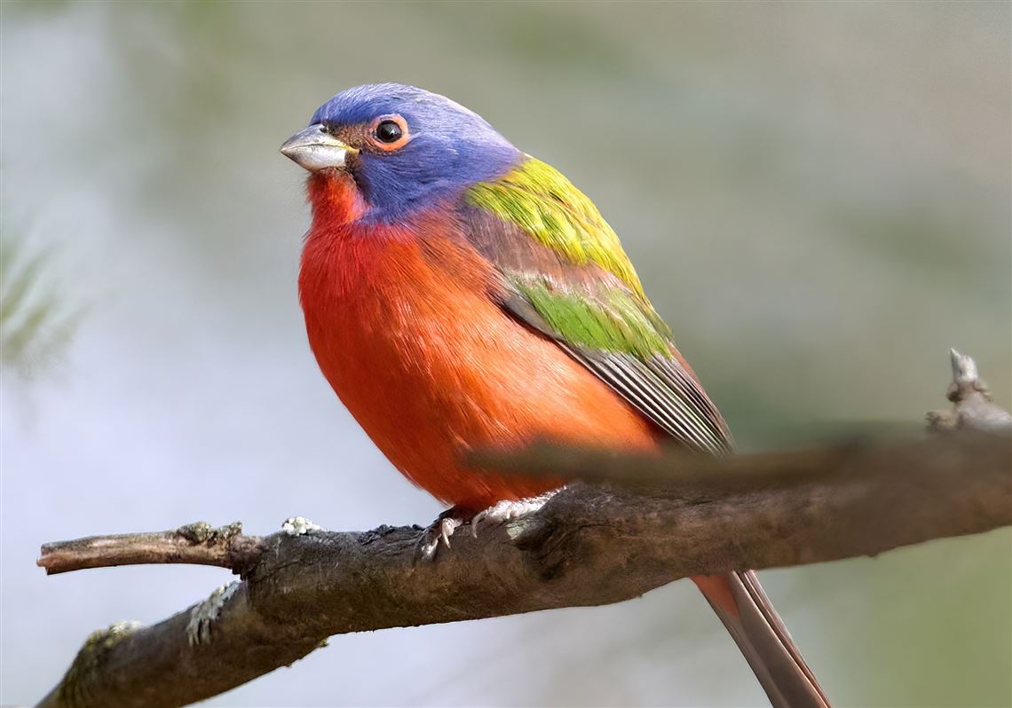 Audubon Christmas Bird Count results: Record number of bald eagles ...