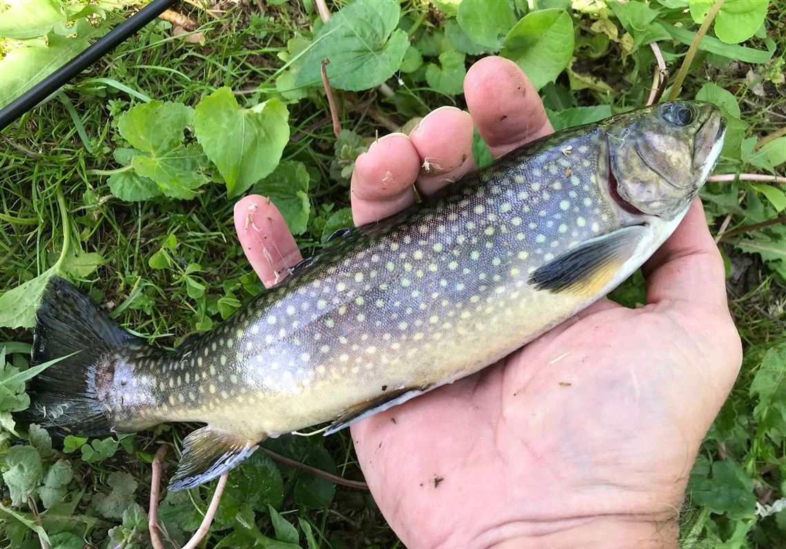 Pa. wants to raise minimum harvest size for trout from 7 to 9 inches ...