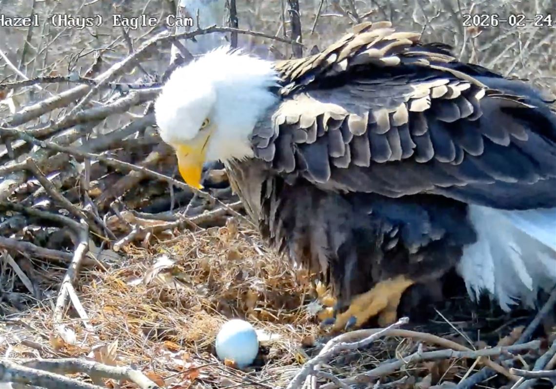 Glen Hazel bald eagle, 'Mom,' relocated from Hays, lays first egg of ...
