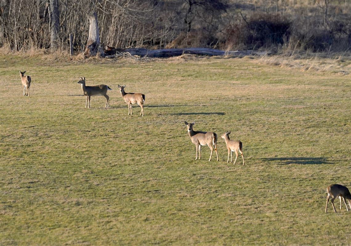Southwestern Pa. farmers are taking huge losses as deer decimate crops ...