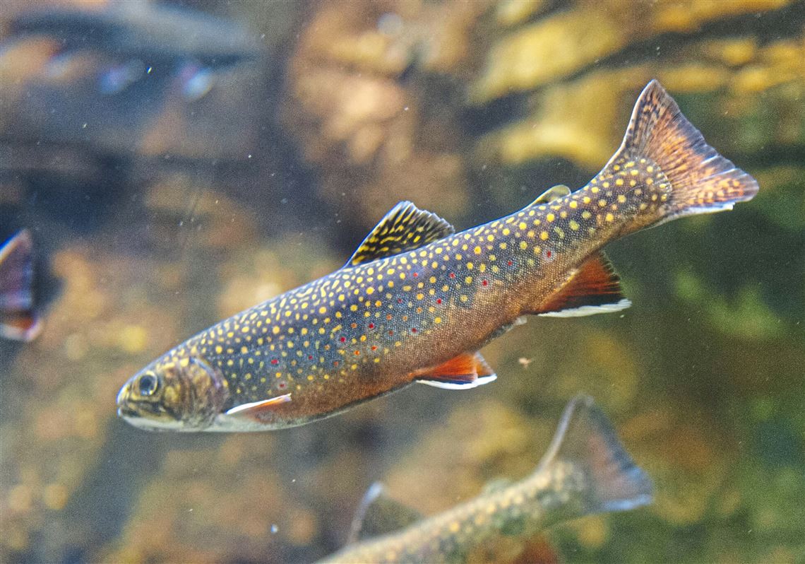 The Pennsylvania Aquarium on the North Shore? The Pittsburgh Zoo is ...