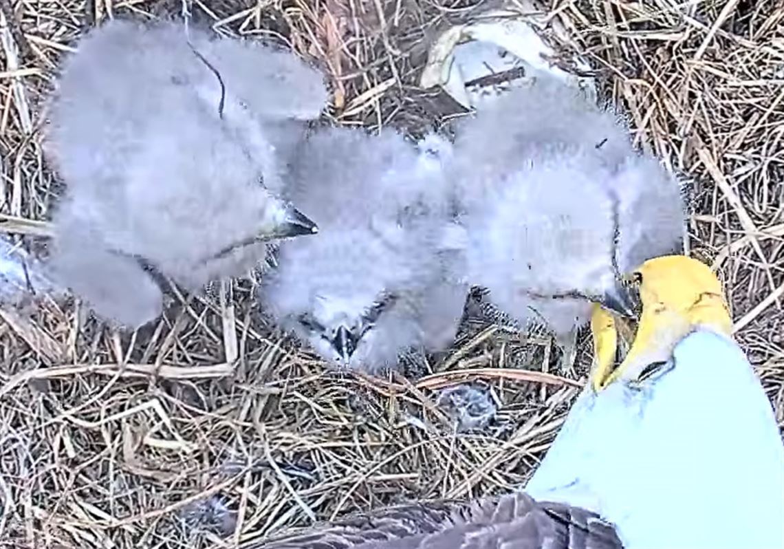 Pittsburgh bald eagles: First eaglet hatches in Glen Hazel as U.S ...