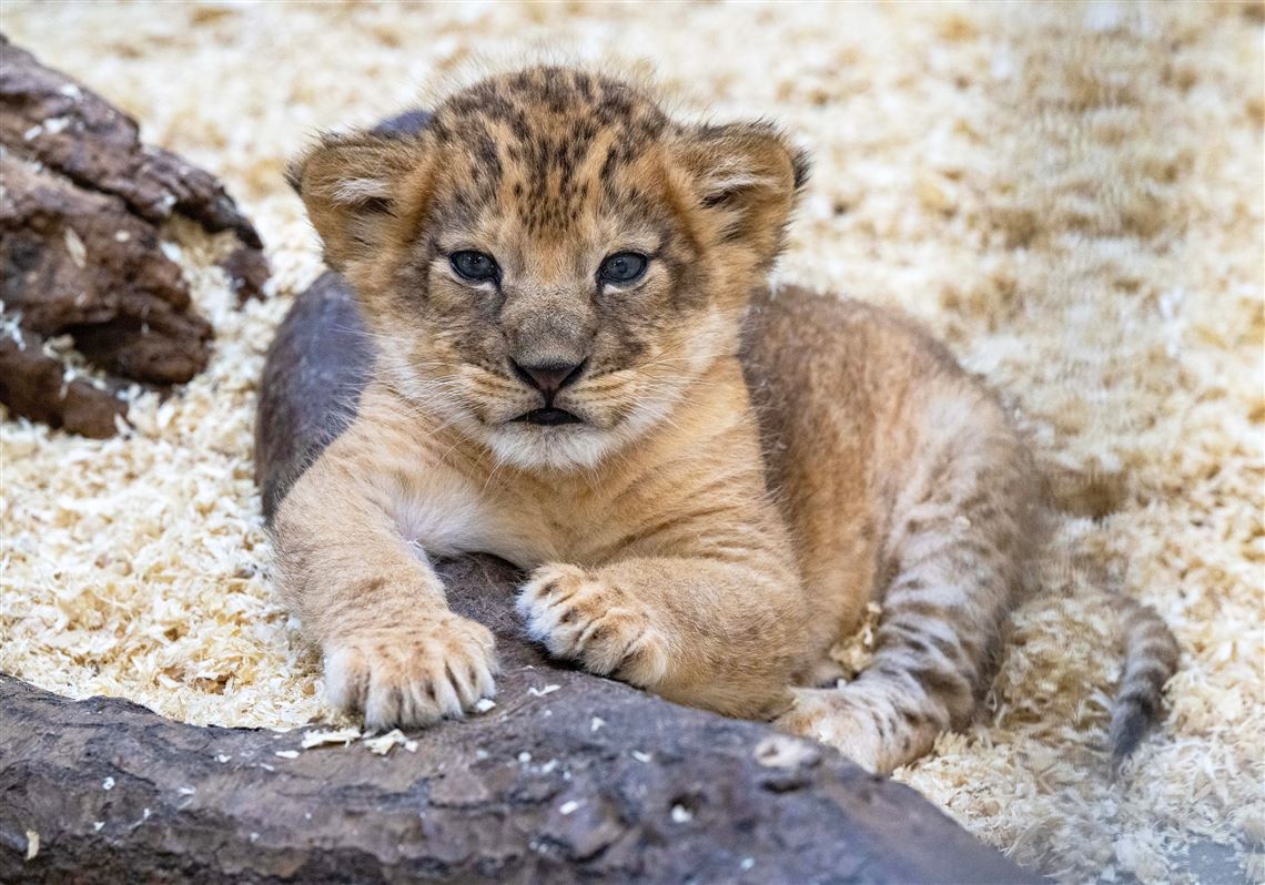 The Pittsburgh Zoo & Aquarium has a new African lion cub, its first in ...