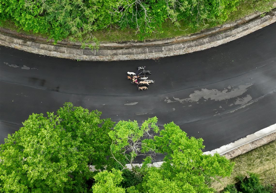 The long and winding history of Serpentine Drive in Squirrel Hill takes ...
