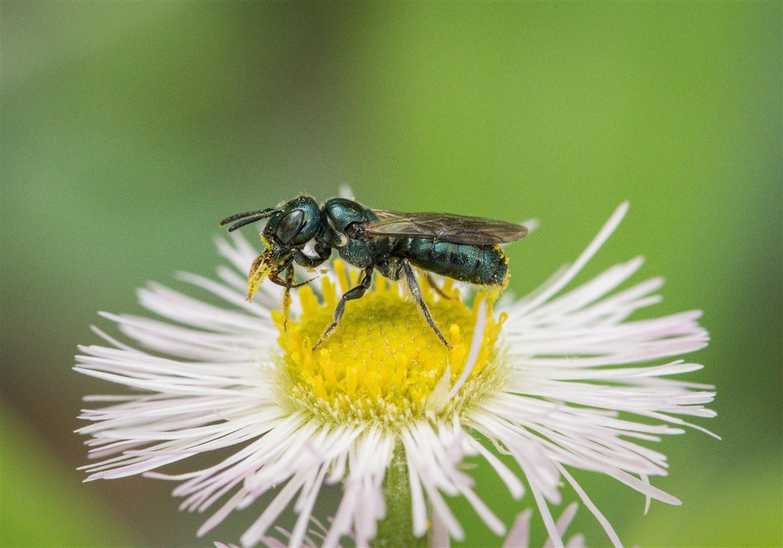 Why bees and wasps matter: ‘They’re just doing their thing in nature ...